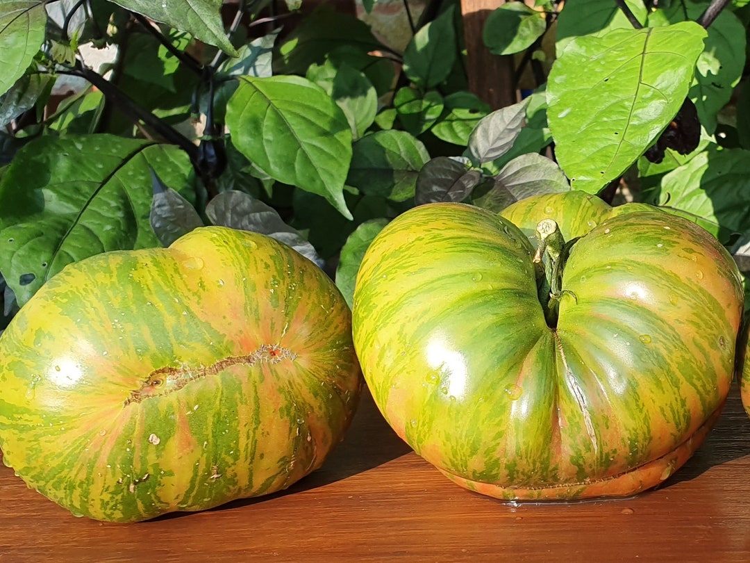 HIPPE ZEBRA | Unique Tomato Seeds | 20 Seeds | Open-pollinated ...