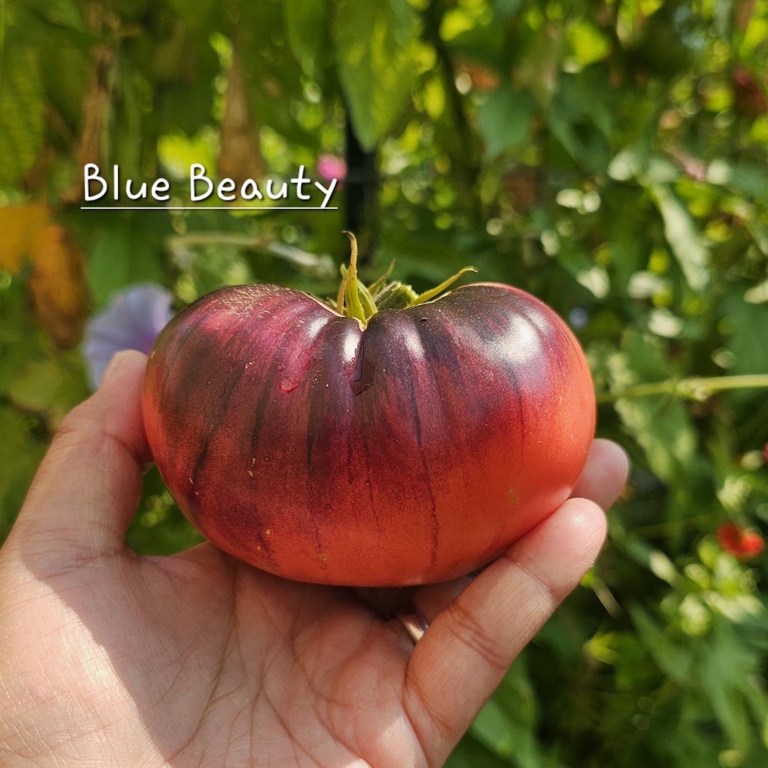 BLUE BEAUTY | Unique Tomato Seeds | 20 Seeds | Open-pollinated ...