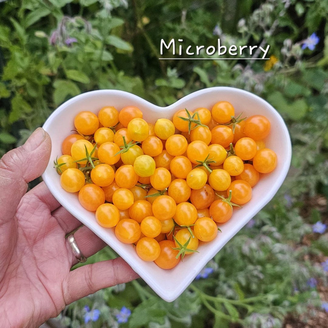 MICROBERRY Unique Tomato Seeds 20 Seeds Open-pollinated Canadian Grown Heirloom Vegetable Seeds ...