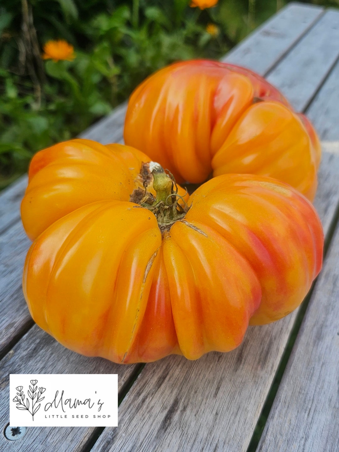 ZAPOTEC ANANAS Unique Tomato Seeds 15 Seeds Open-pollinated Canadian ...