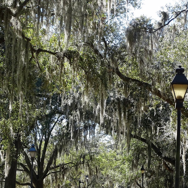 Savannah Trees - Etsy