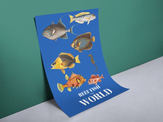 Reef Fish of the World Print Poster Education Classroom School - Etsy