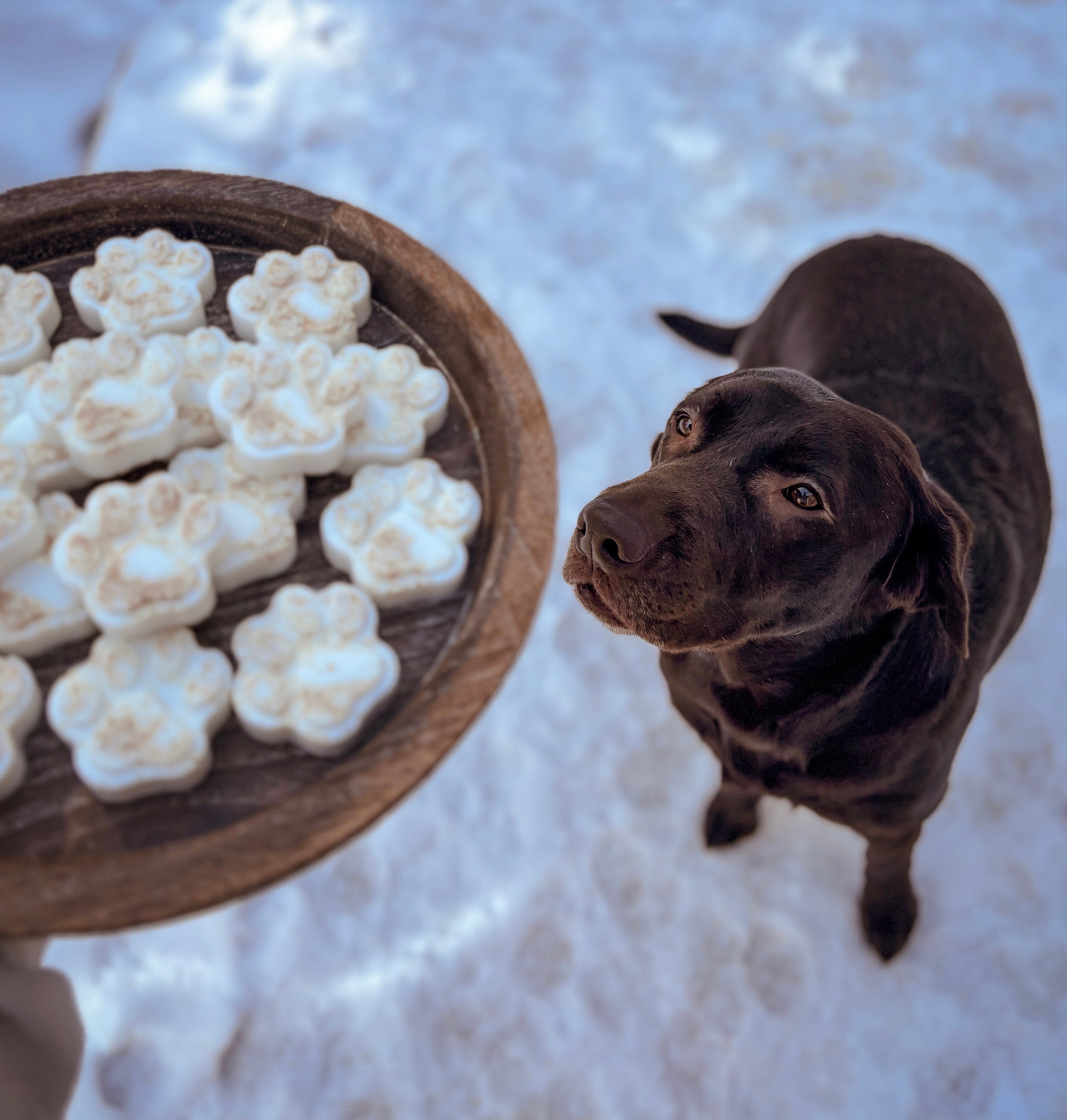 Sudsy Puppy Dog Shampoo Bar - Etsy