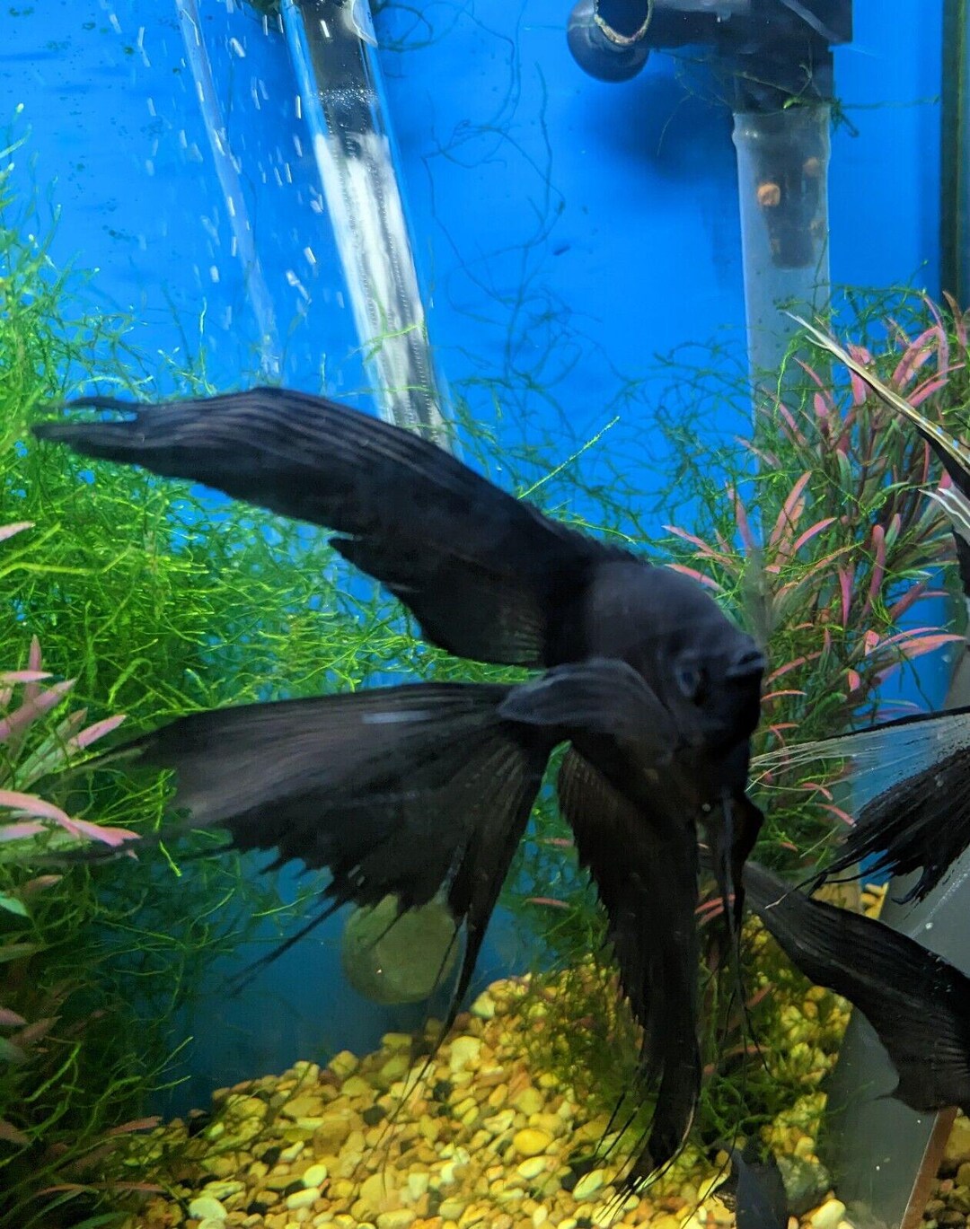 Live Freshwater Angel Black Veil Angelfish Small School of 6 - Etsy Canada