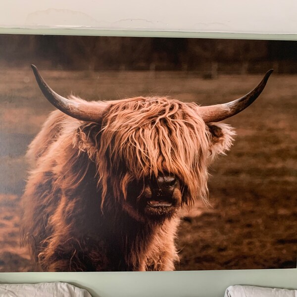 Scottish Highlander Canvas Pictures - Etsy