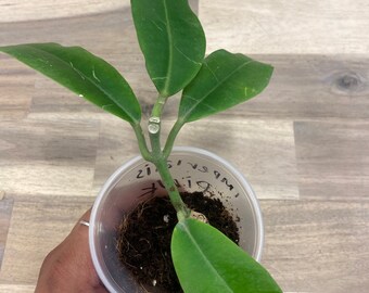 Hoya Imperialis Palawan - Etsy