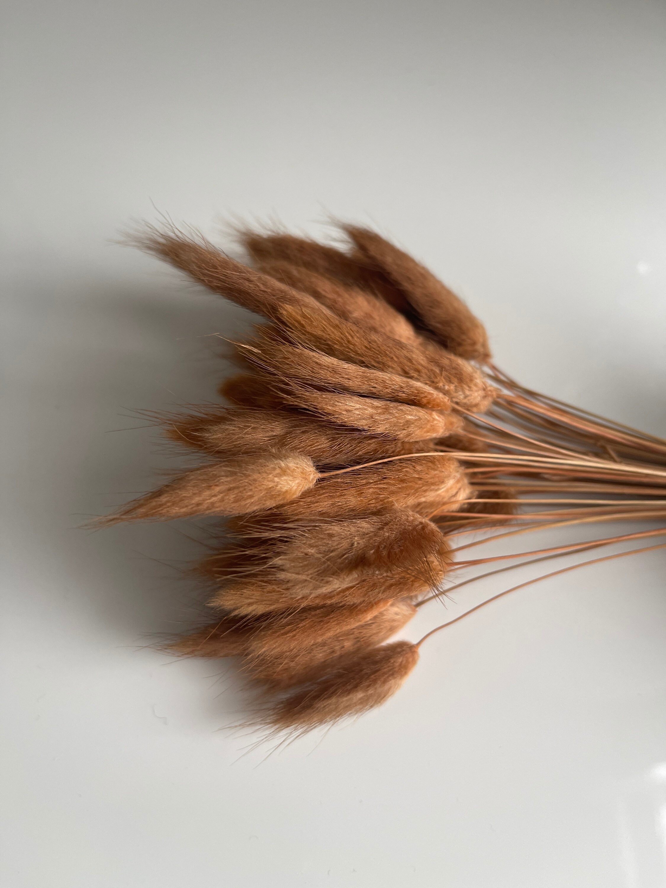 Pretty Dried Bunny Tails / Rabbit Tails in Colour Spice X - Etsy