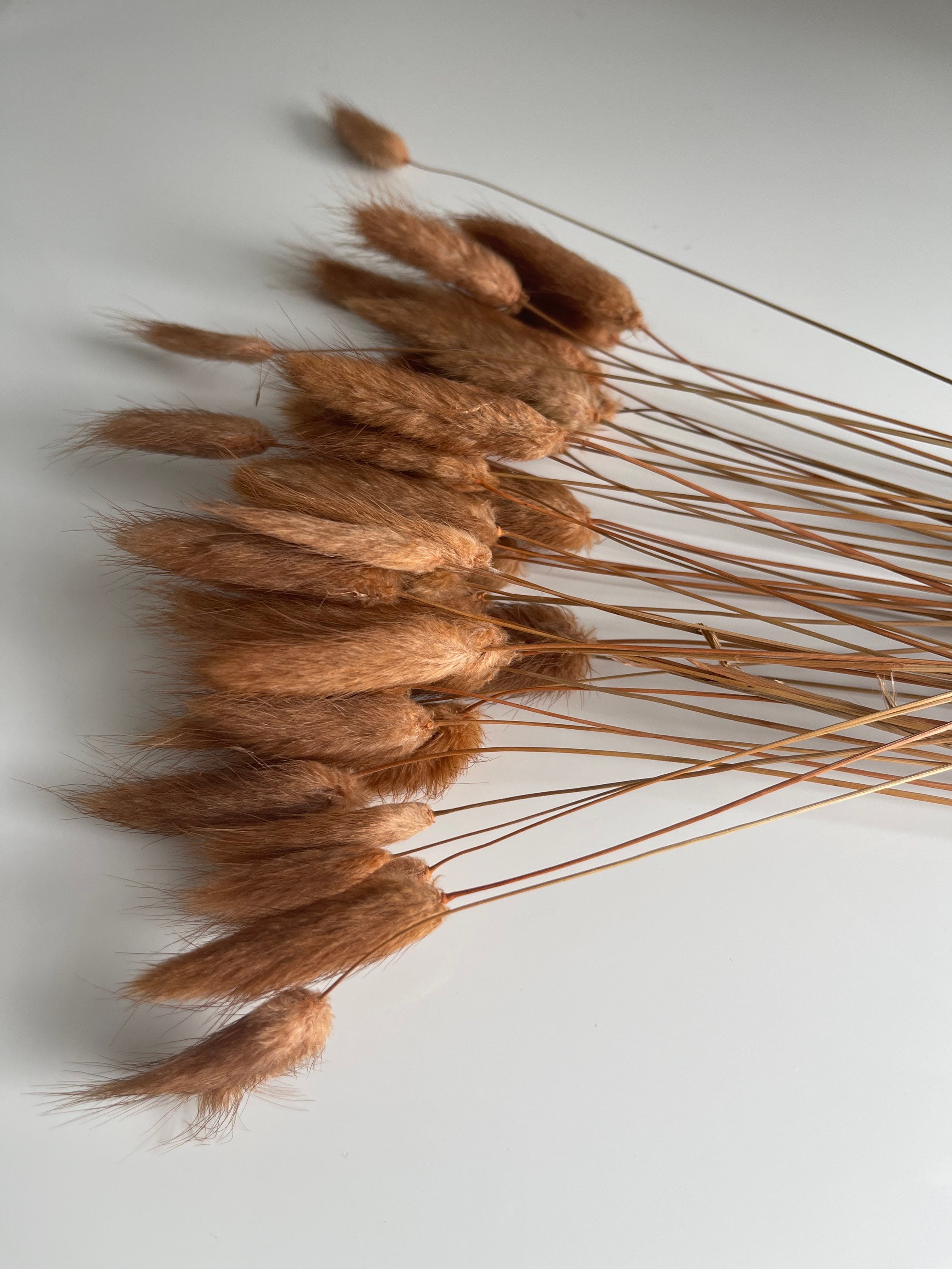 Pretty Dried Bunny Tails / Rabbit Tails in Colour Spice X - Etsy