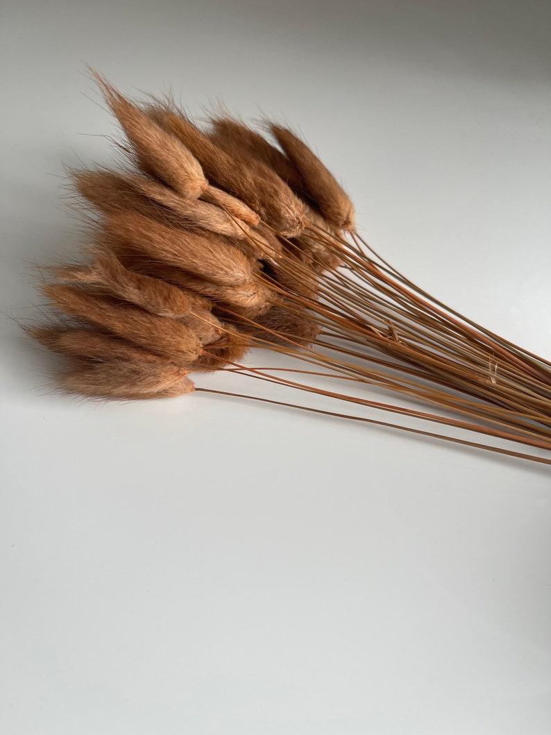 Pretty Dried Bunny Tails / Rabbit Tails in Colour Spice X - Etsy