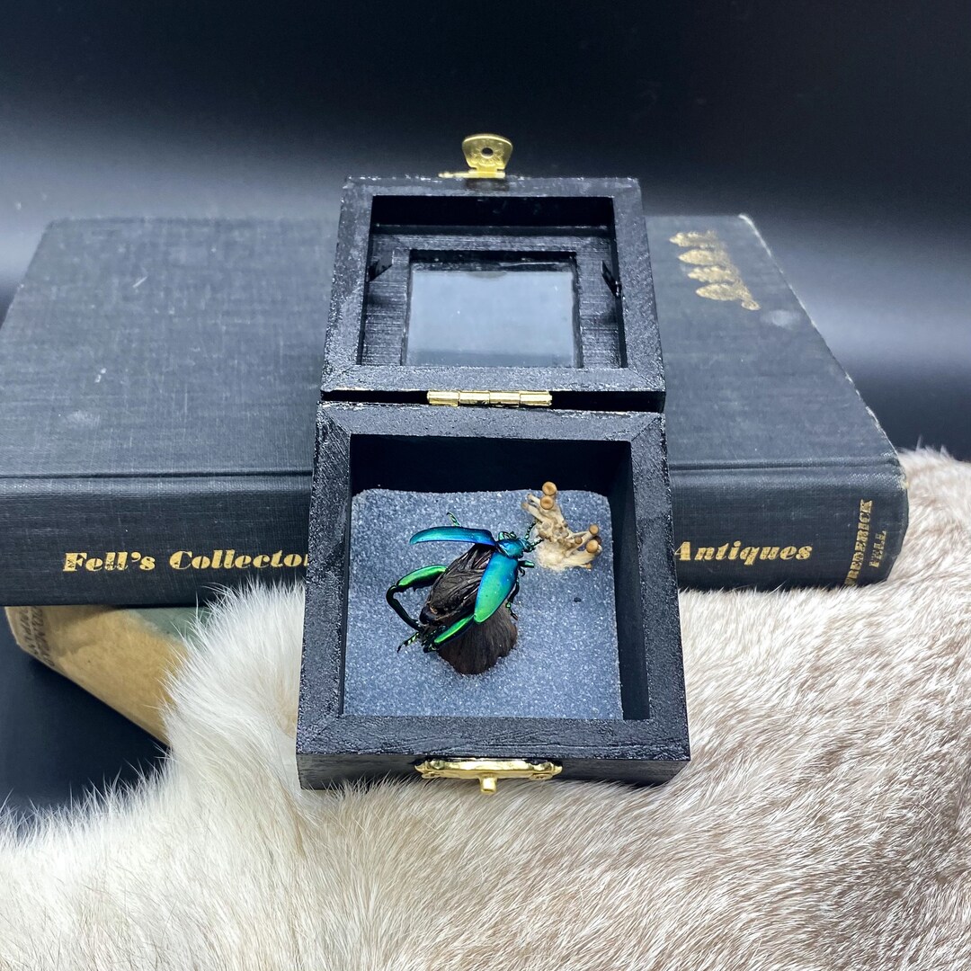 Frog Beetle Mini Display - Etsy