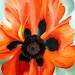Red Poppy by Georgia O'keeffe Quality Print - Frame Me - Etsy
