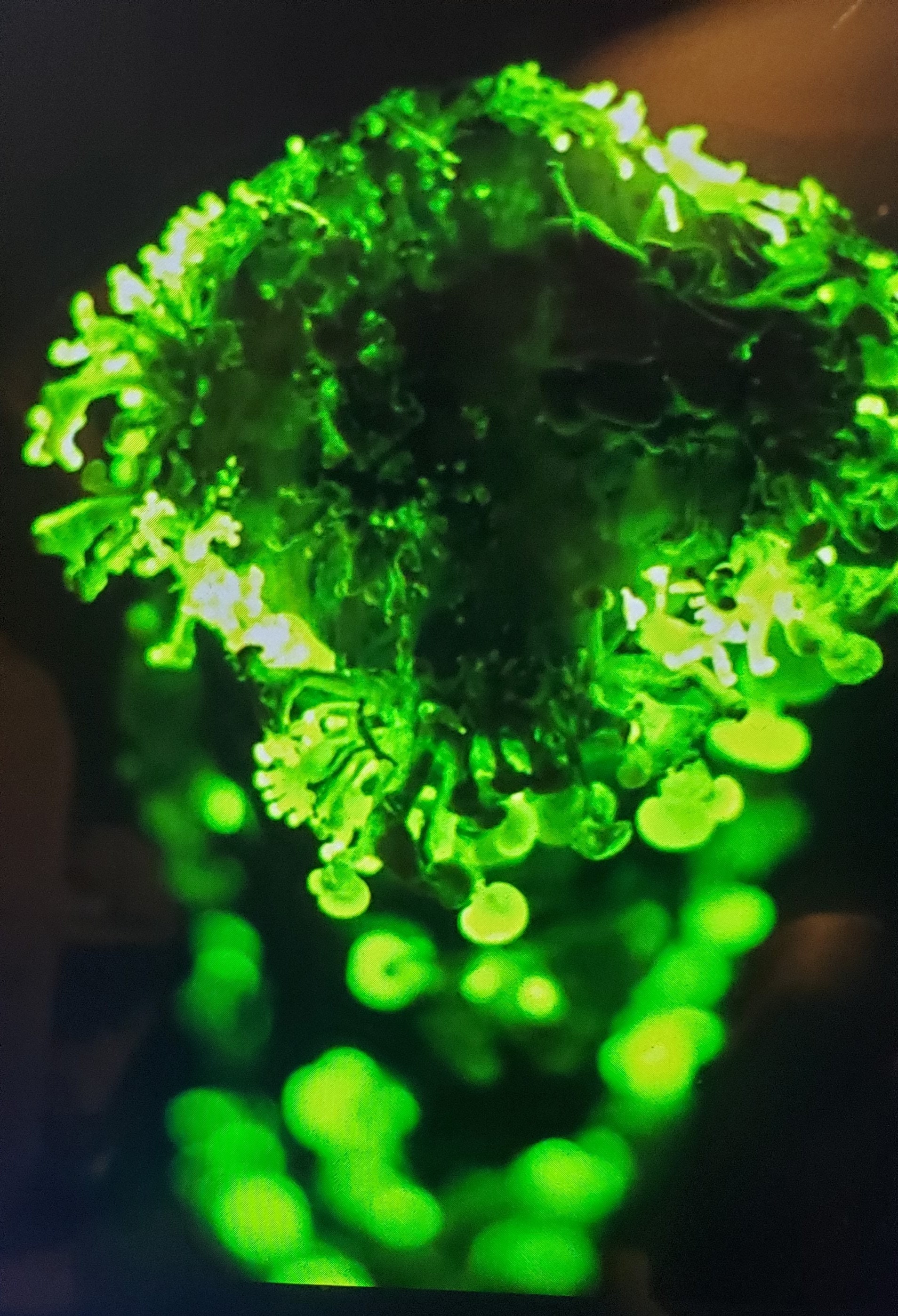 Glow in the Dark Mushroom panellus Stipticus Growing Habitat Kit - Etsy