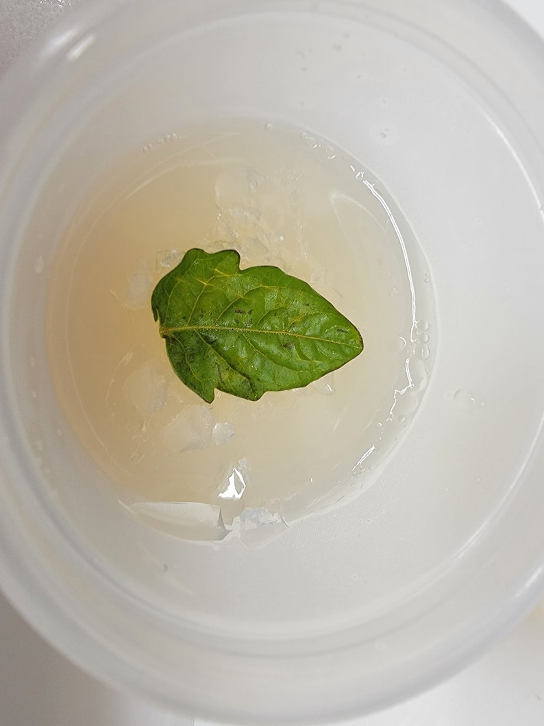 Philodendron Plant Media Culturing Gel Cups Pre-sterilized Ready to Use ...