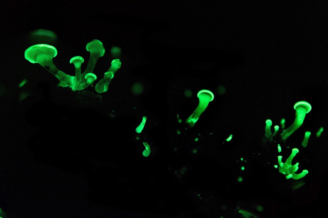Glow in the Dark Mushroom panellus Stipticus Growing Habitat Kit - Etsy