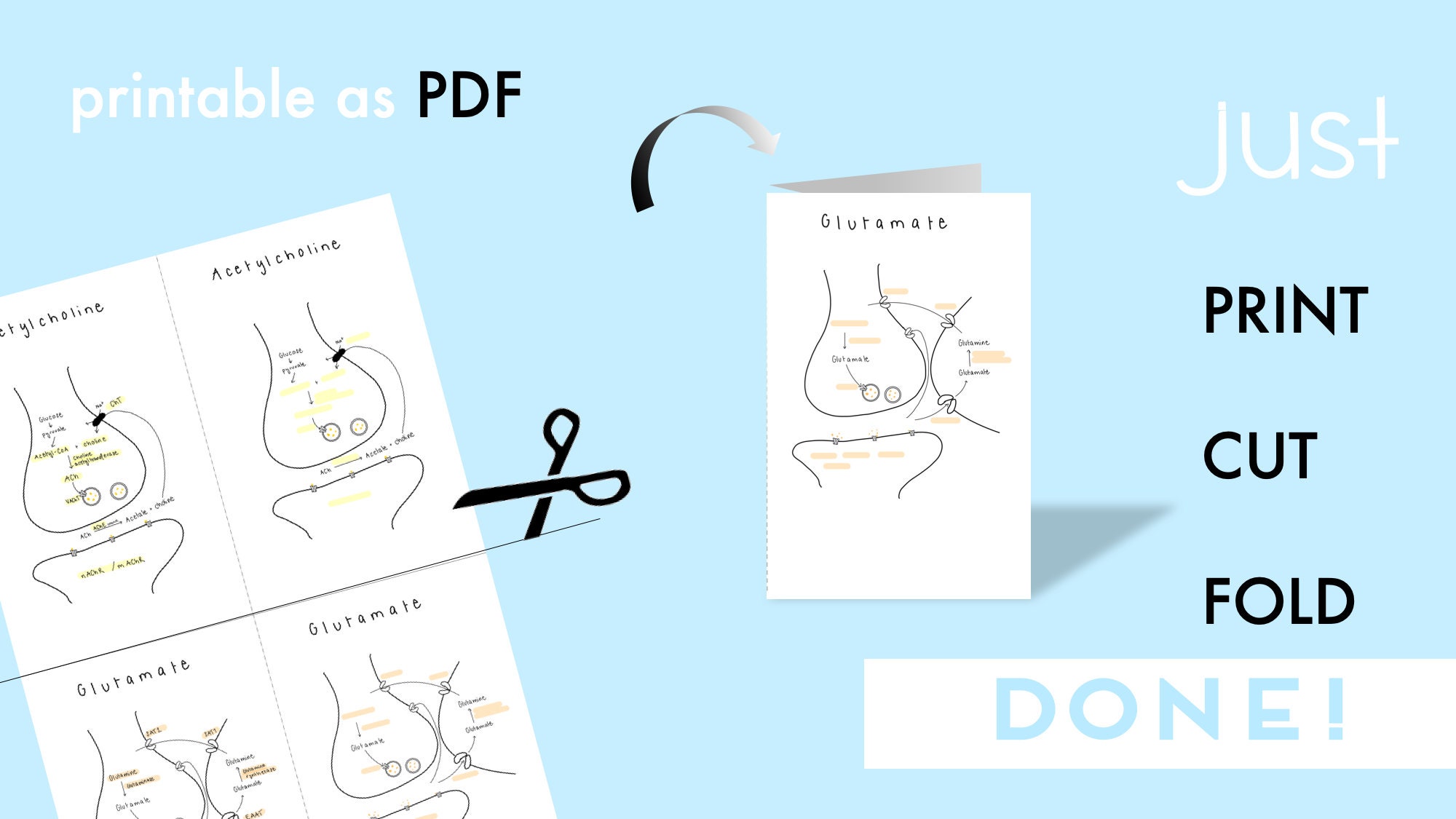 Neuroscience Flash Cards - Printable - Etsy