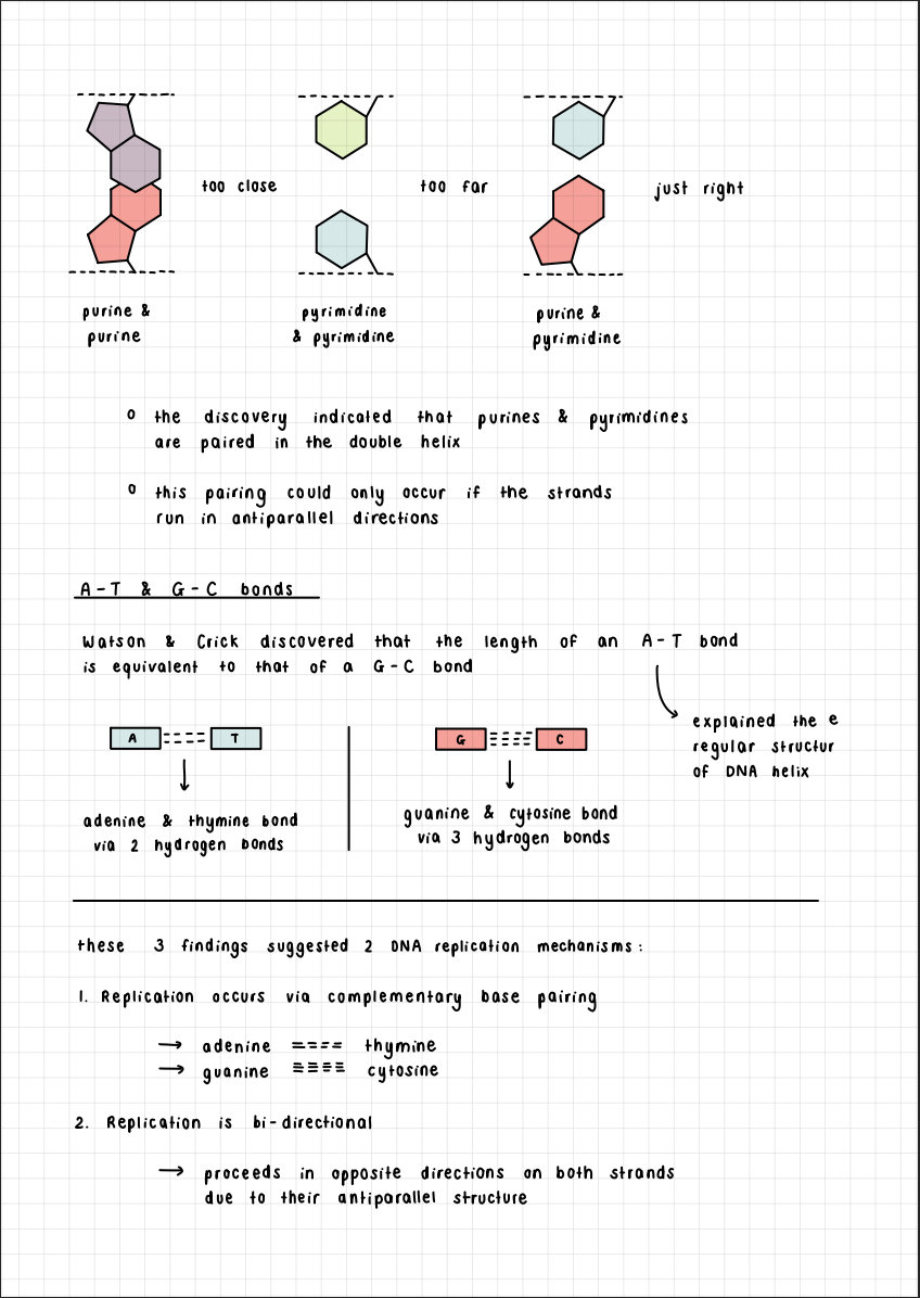 IB HL Bio Unit 5 Notes - Achieved a 7/7 Using These!!! | Notes ...