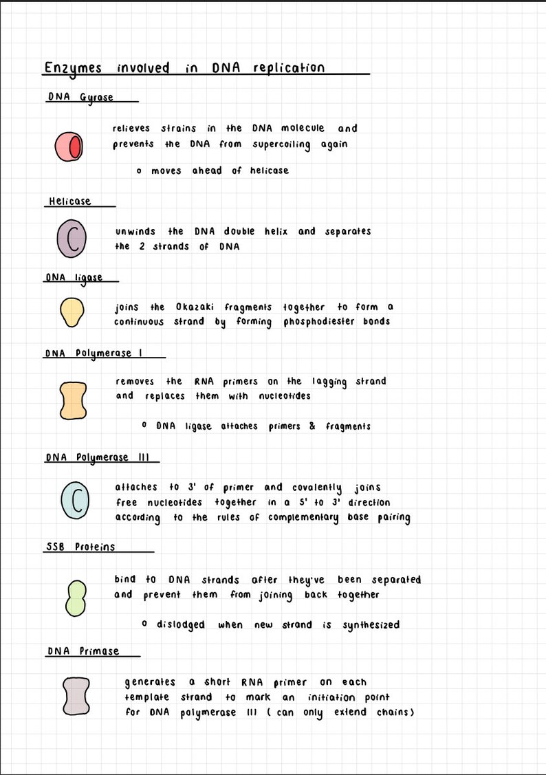 IB HL Bio Unit 8 Notes - Achieved a 7/7 Using These!!! | Notes ...