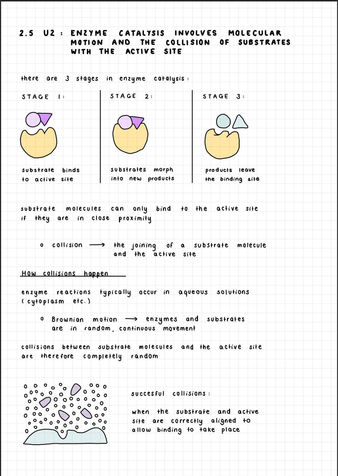 IB HL Bio Unit 8 Notes - Achieved a 7/7 Using These!!! | Notes ...