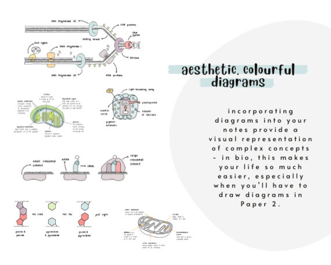 IB HL Bio Unit 8 Notes - Achieved a 7/7 Using These!!! | Notes ...