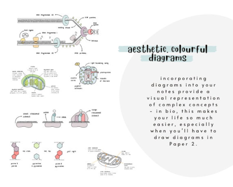 IB HL Bio Unit 8 Notes - Achieved a 7/7 Using These!!! | Notes ...