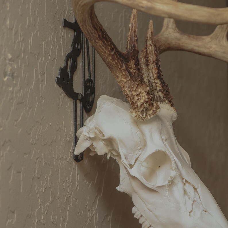 European Skull Mount Hanger/plaque - Etsy