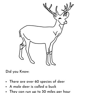 Did You Know? - Animal Facts & Coloring Pages - Etsy