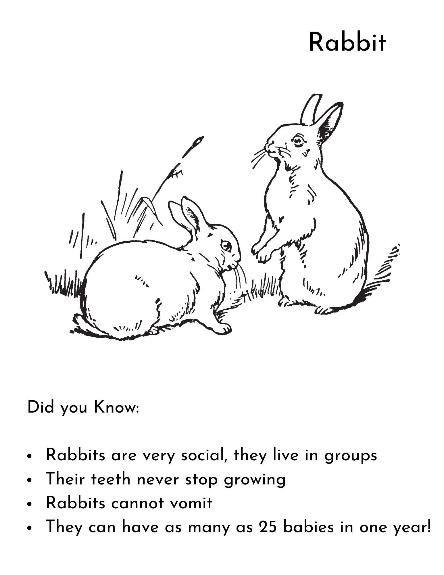 Did You Know? - Animal Facts & Coloring Pages - Etsy