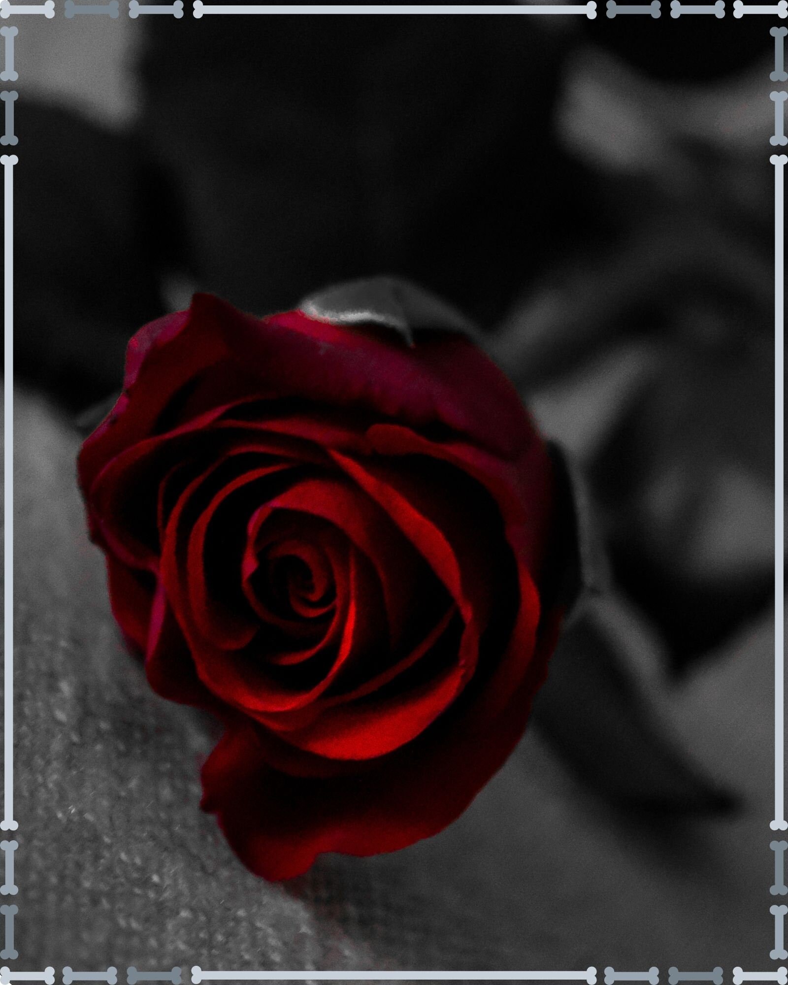 Printable Red Rose Digital Wall Art,instant Download,16x20,jpg - Etsy