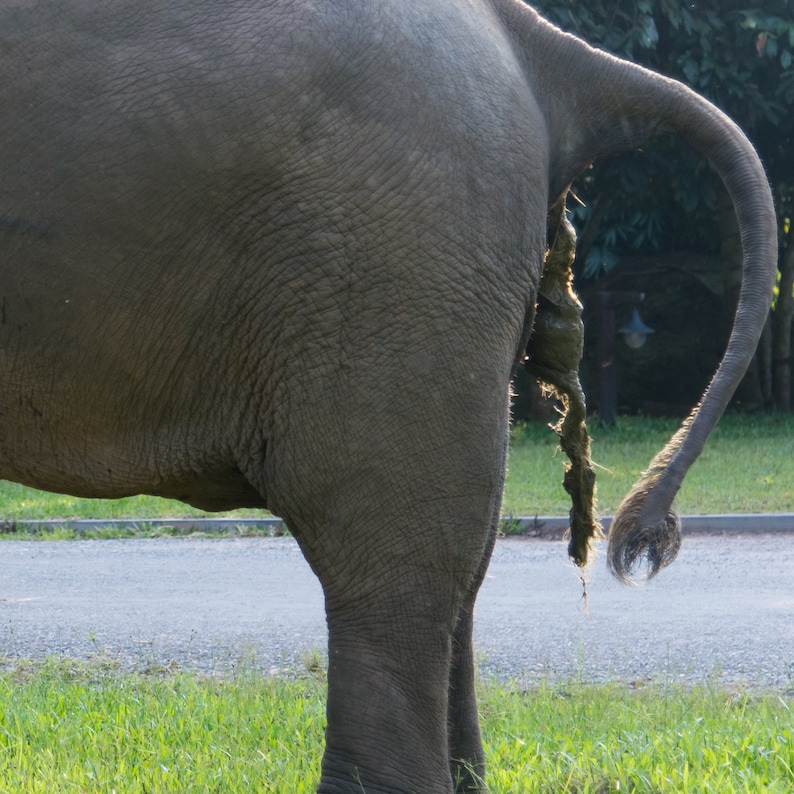 2024 Animal Pooping Wall Calendar, Dogs Pooping, Funny Wall Calendar ...