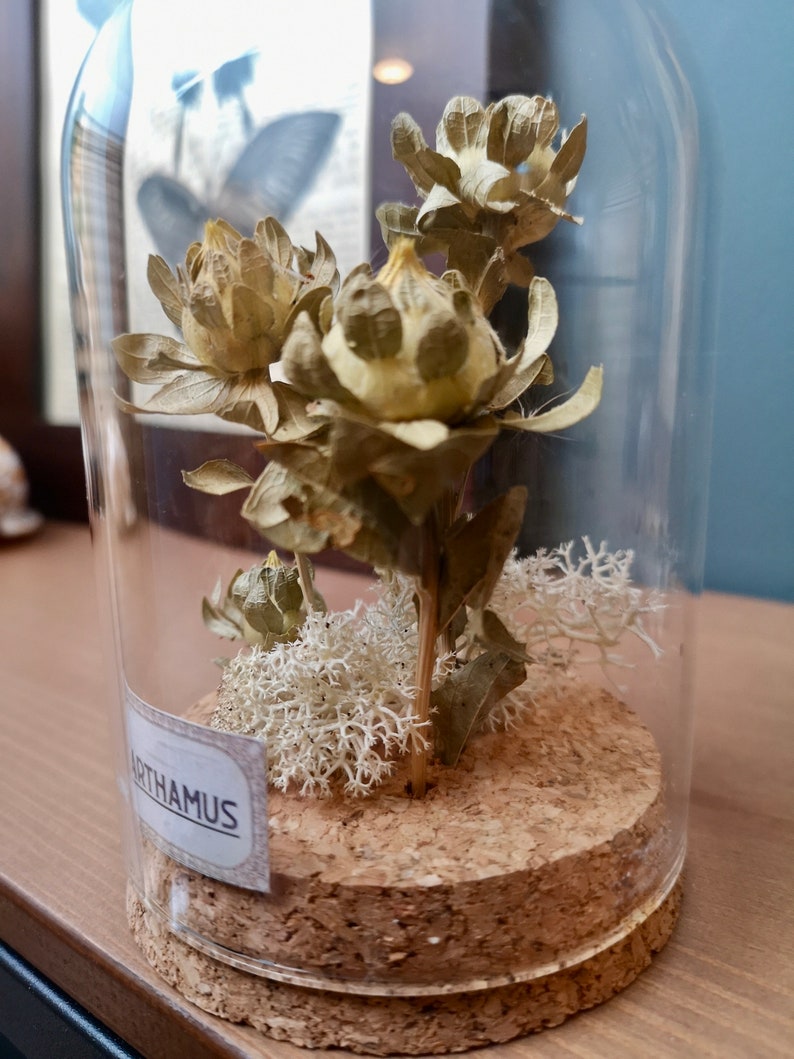 Dry Specimen of Carthamus in a Glass Cloche Dried Flower Display - Etsy