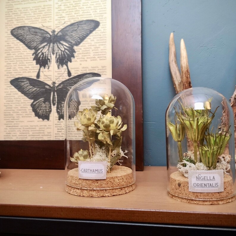 Dry Specimen of Carthamus in a Glass Cloche Dried Flower Display - Etsy