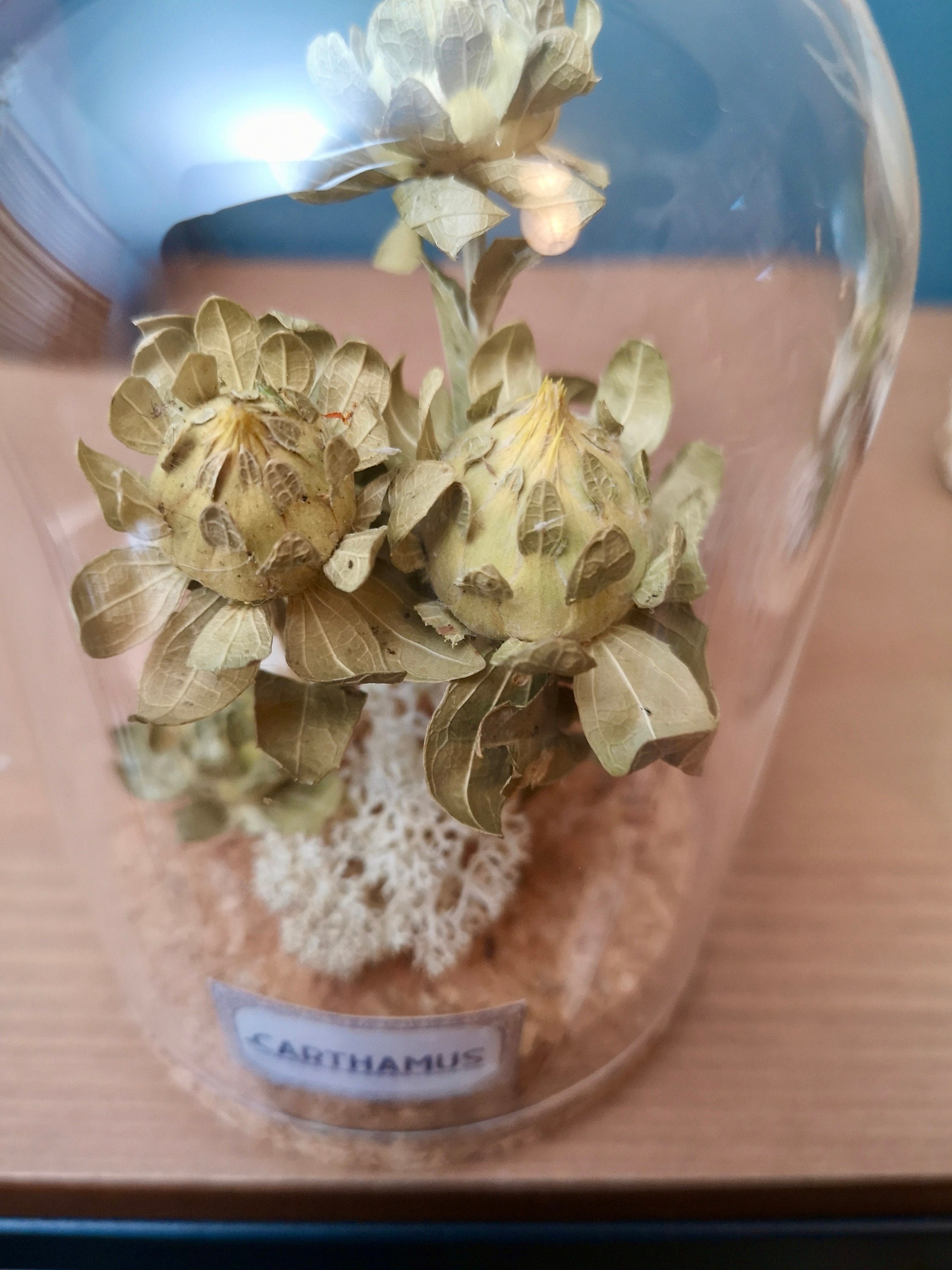 Dry Specimen of Carthamus in a Glass Cloche Dried Flower - Etsy