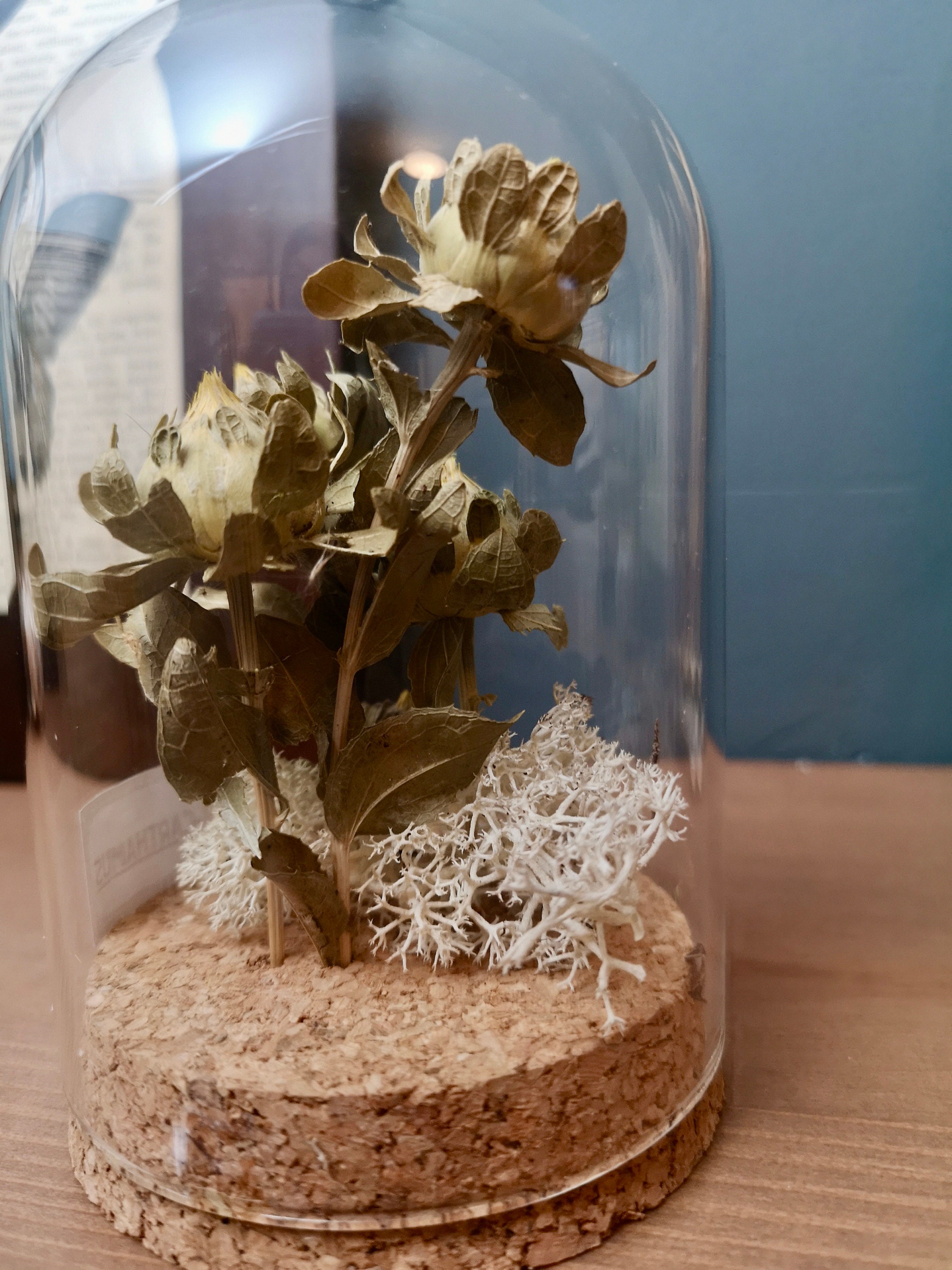 Dry Specimen of Carthamus in a Glass Cloche Dried Flower - Etsy