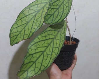 Hoya Tanggamus | Etsy