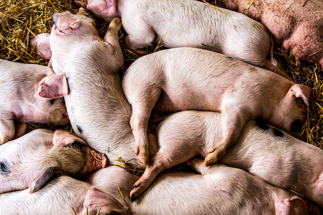 Pile of Pink Piggies - Printable Photography - Hi-res Quality Image ...