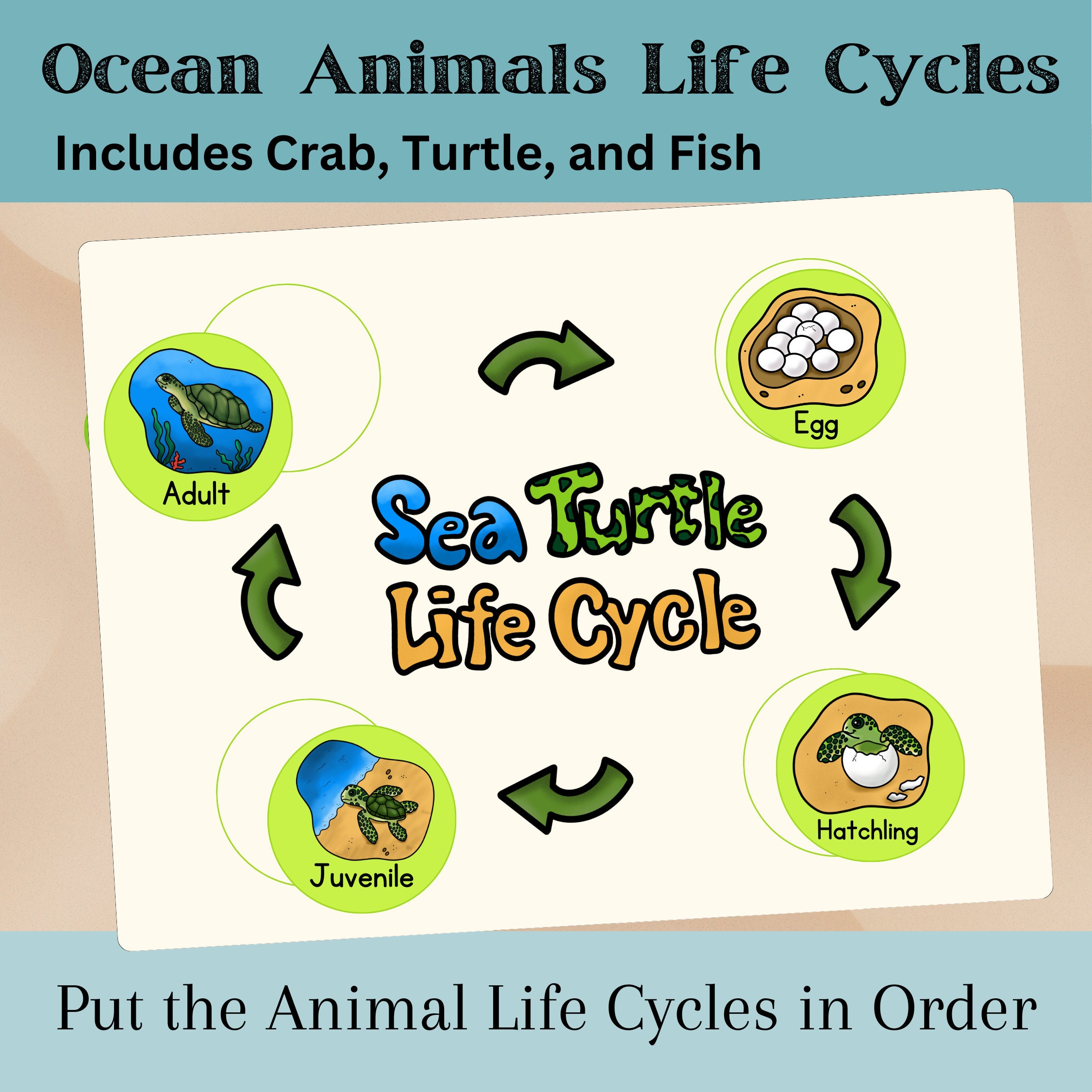 Ocean Animal Life Cycle | Toddler Preschool Quiet Book | Sea Turtle ...