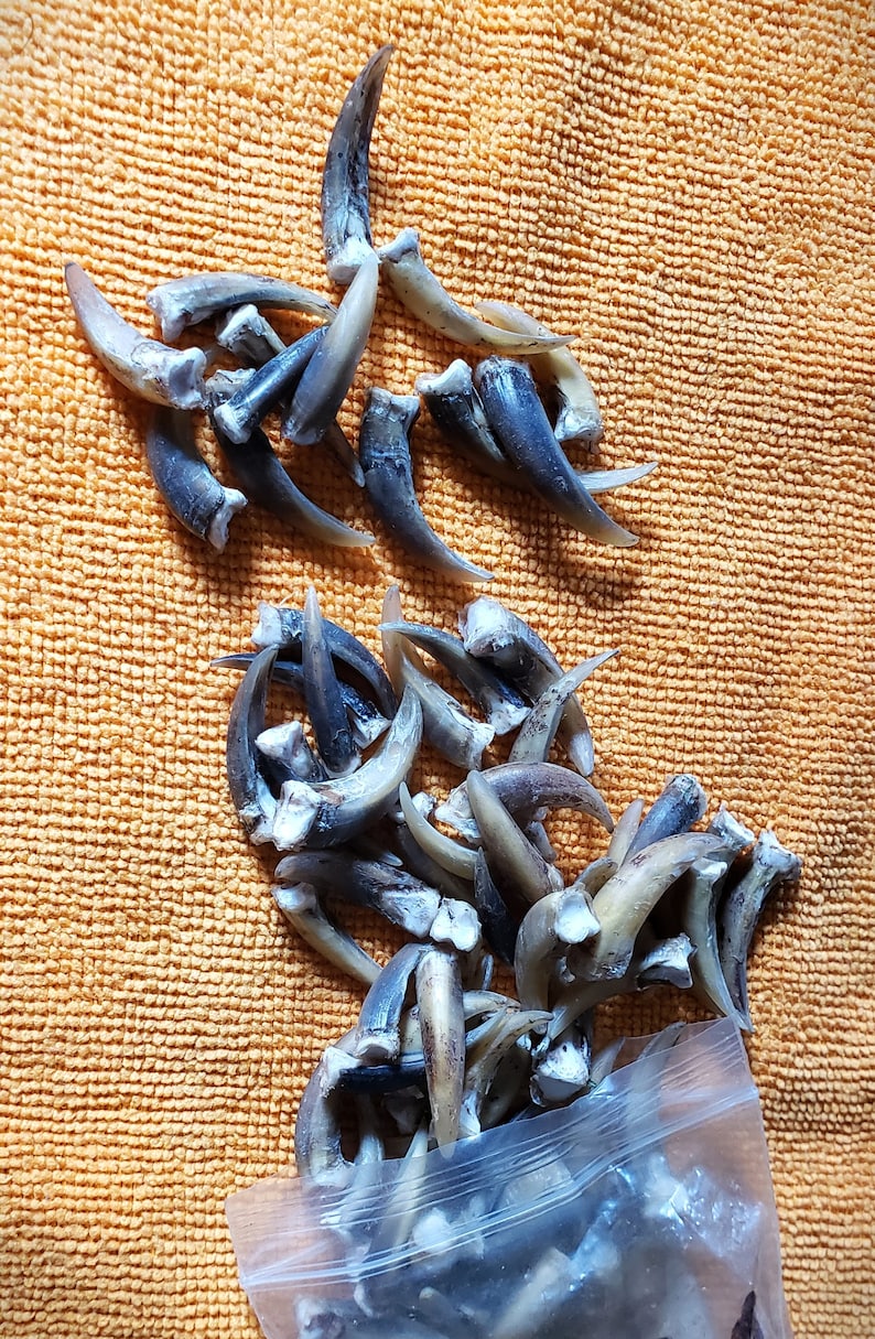 Real Large Common Snapping Turtle Claws - Etsy