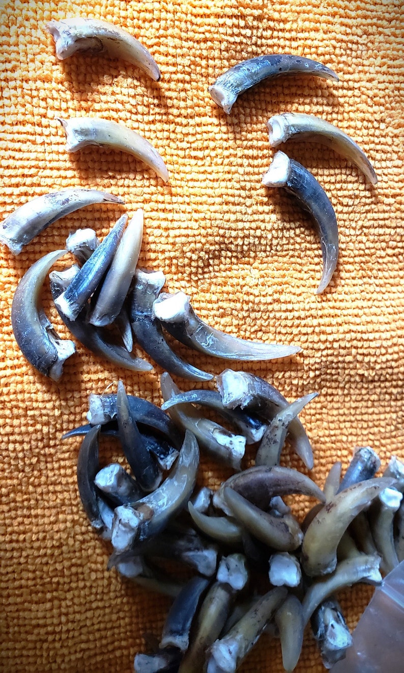 Real Common Snapping Turtle Claws Gothic Oddity Natural Specimen Craft ...