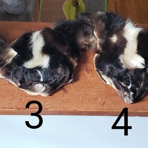 Tanned Craft Face Pelts Real Fur Skunk and Opossum - Etsy