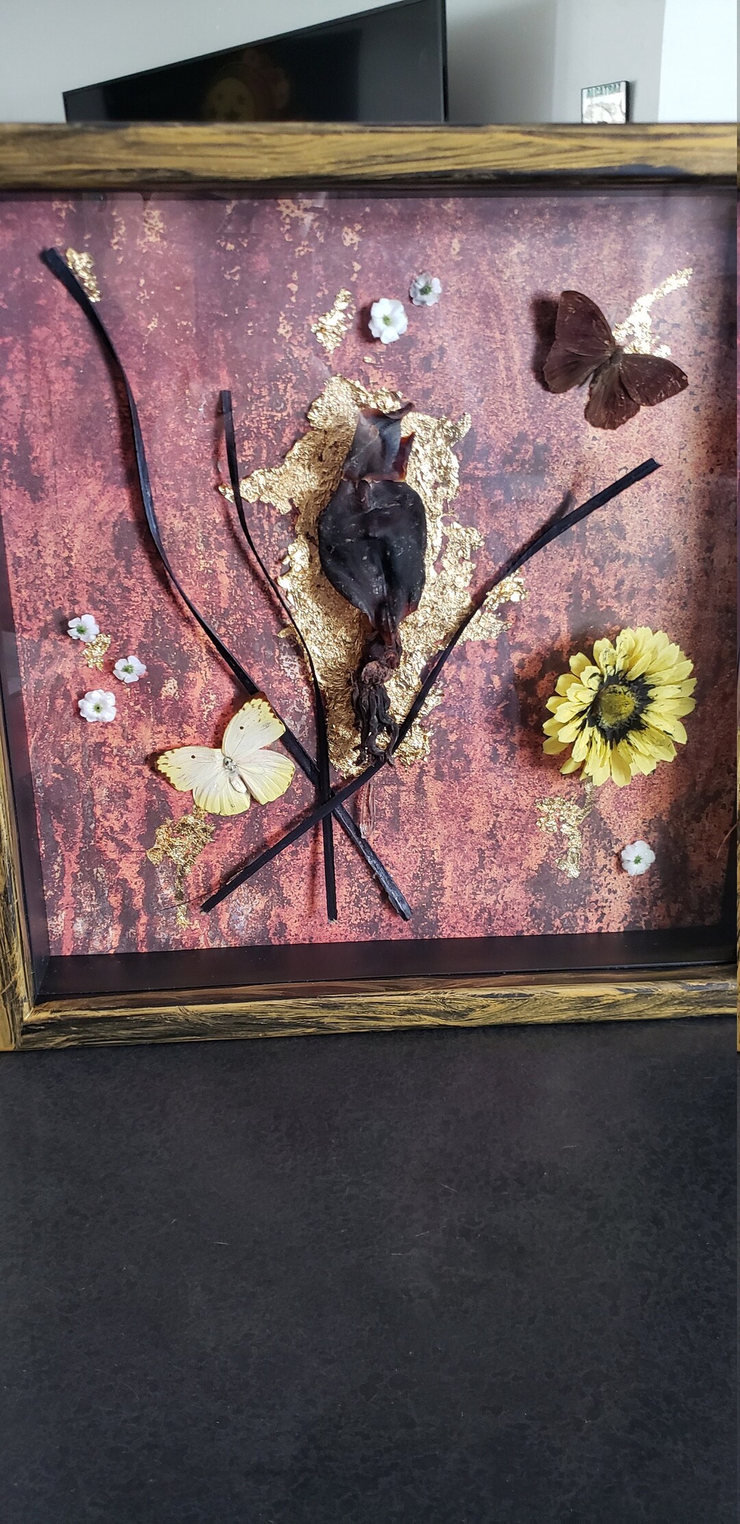 Mummified Squid Oddity Entomology Shadow Box - Etsy