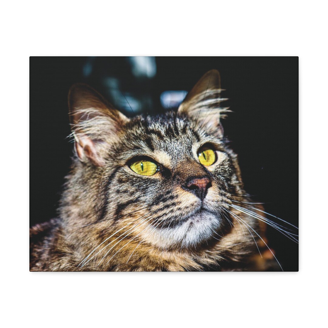 Manecoon Wall Canvas, Cat Portrait Photography, Manecoon Home Decor ...