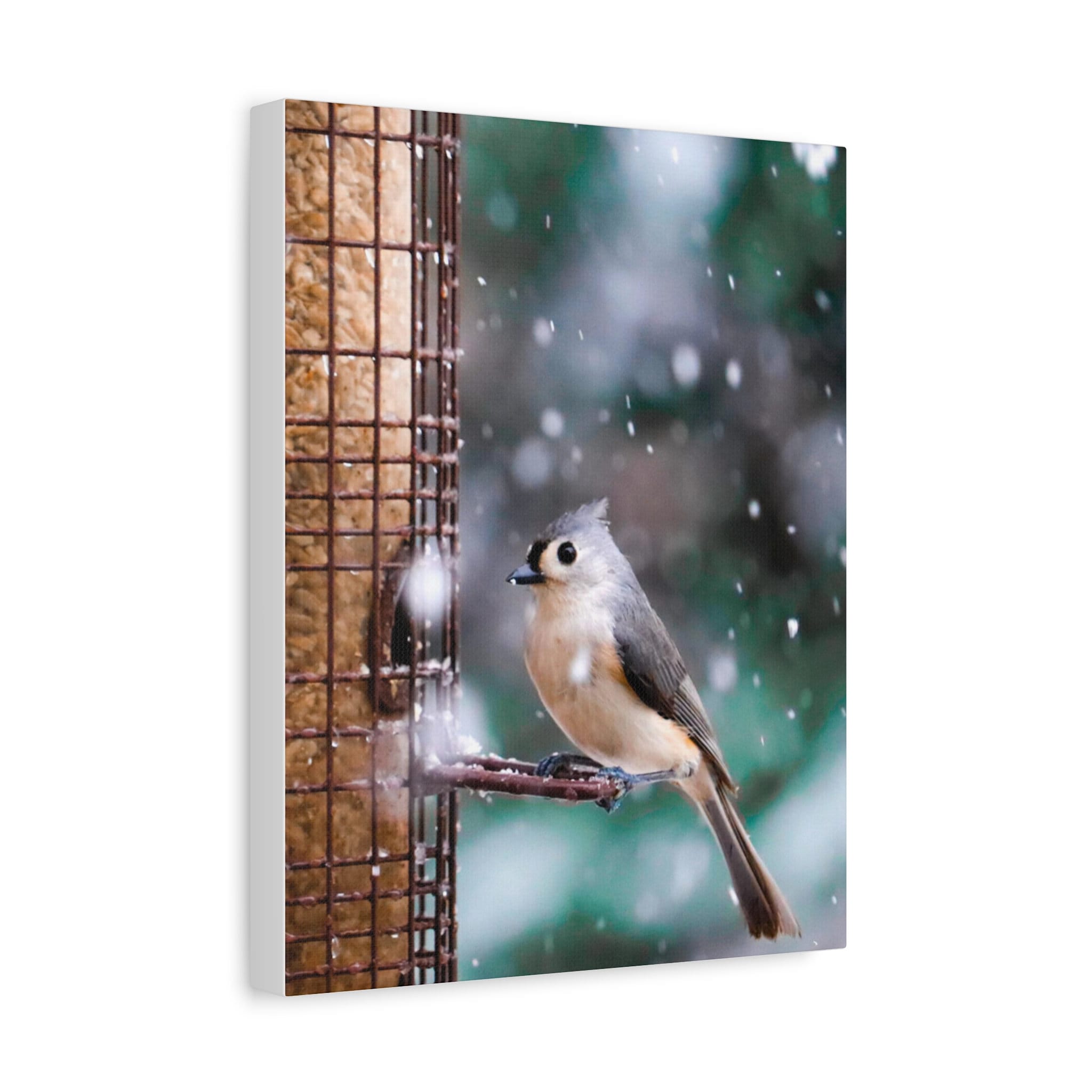 Tufted Titmouse, Tufted Titmouse Wall Art, Tufted Titmouse Decor, Bird ...