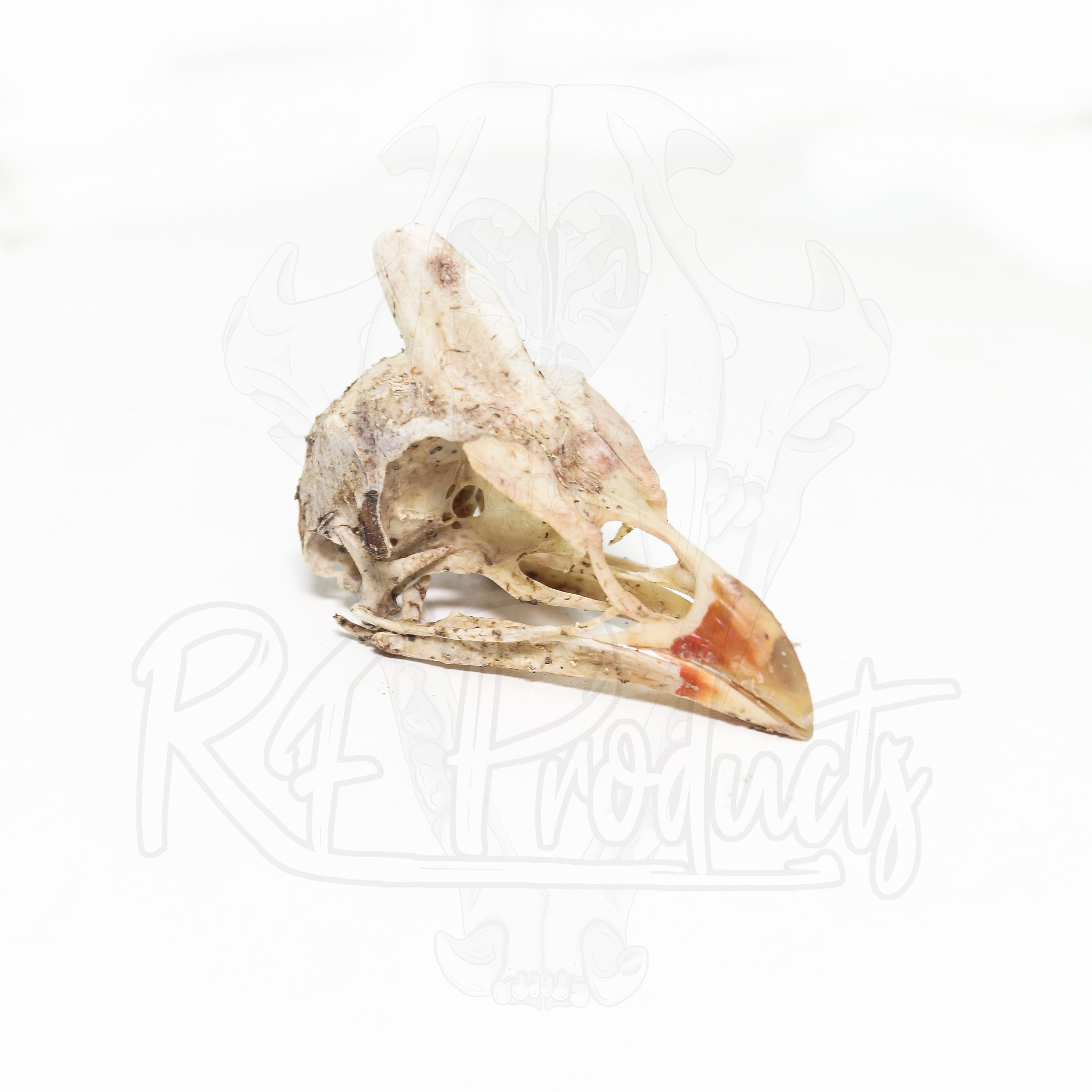 Water Shrew Skull