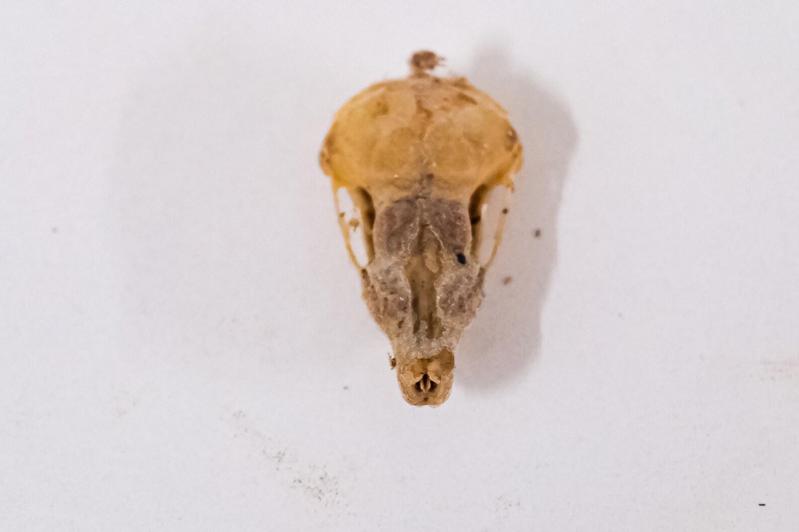 Grade A Beetle Cleaned Mole Skull - Etsy