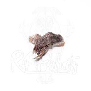 Mummified Muskrat Front Paw - Etsy