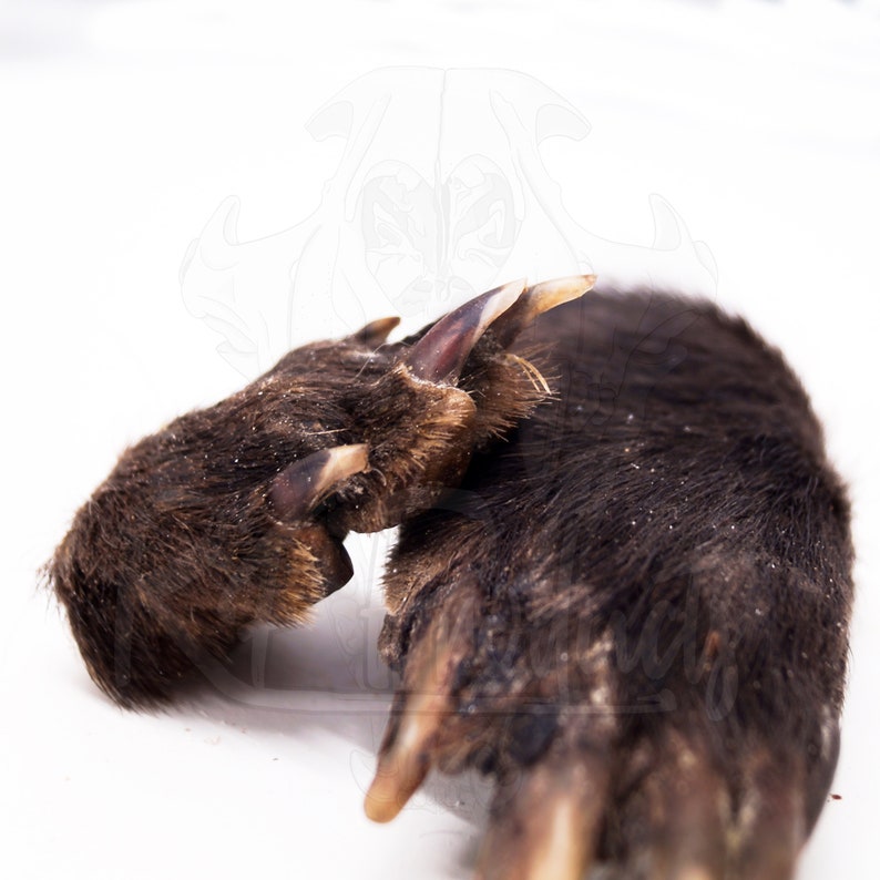 Mummified Badger Paw - Etsy
