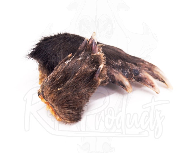 Mummified Badger Paw - Etsy