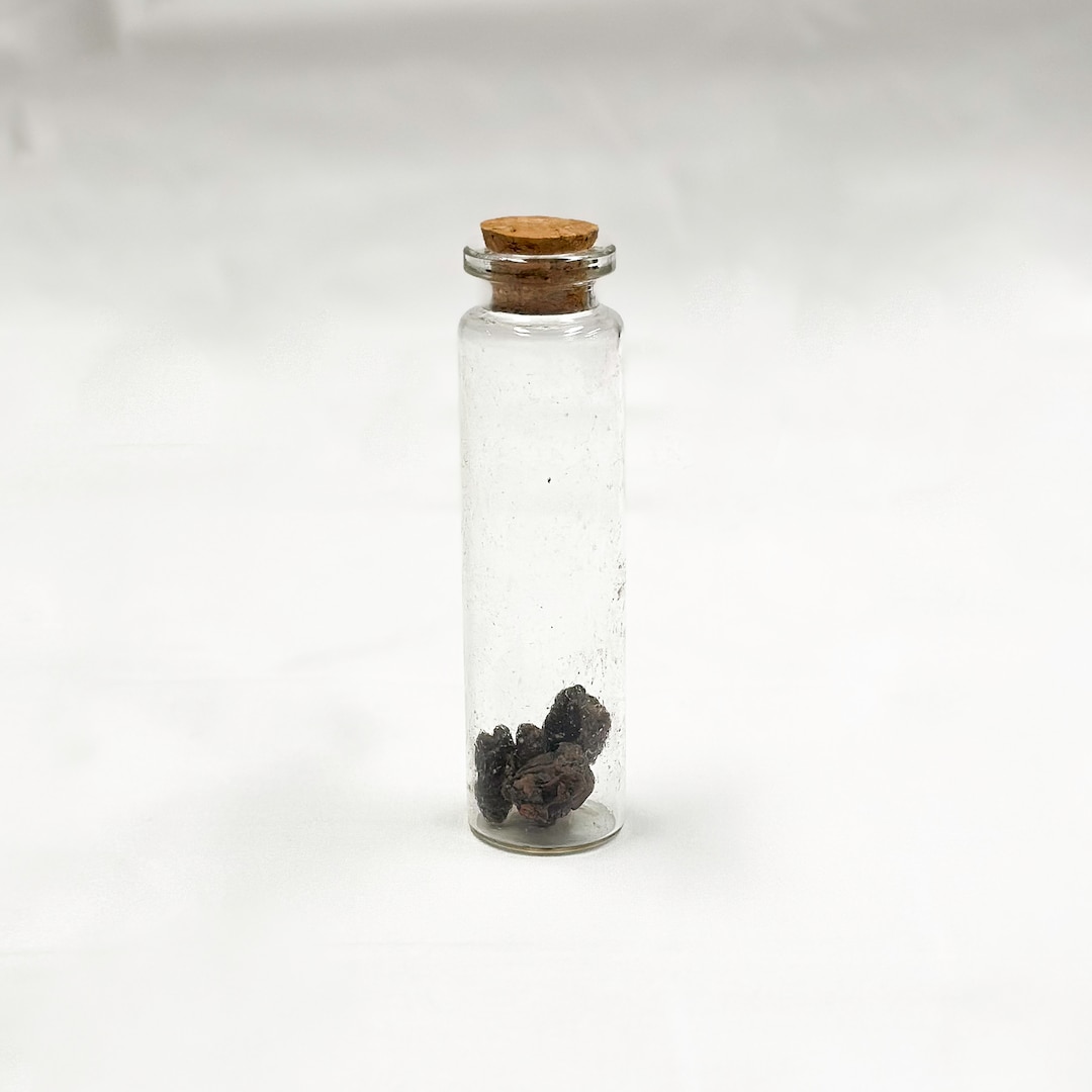 Dried Beaver Castor Sac (castoreum) - Etsy