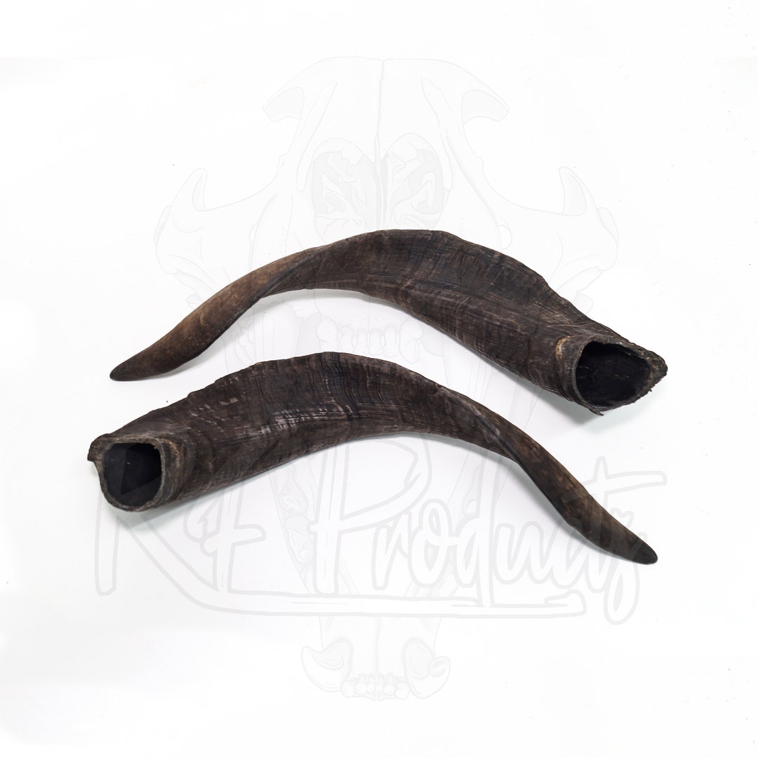 Extra Large XL Goat Horns - Etsy