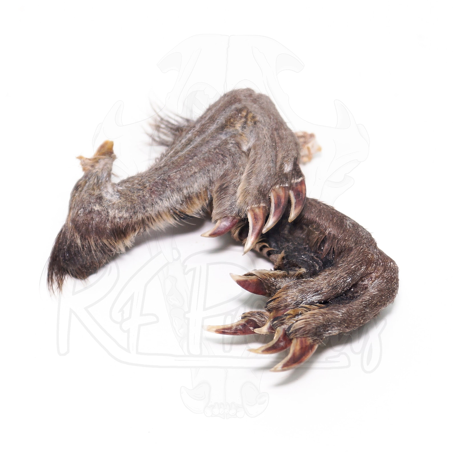 Mummified Muskrat Back Paw - Etsy